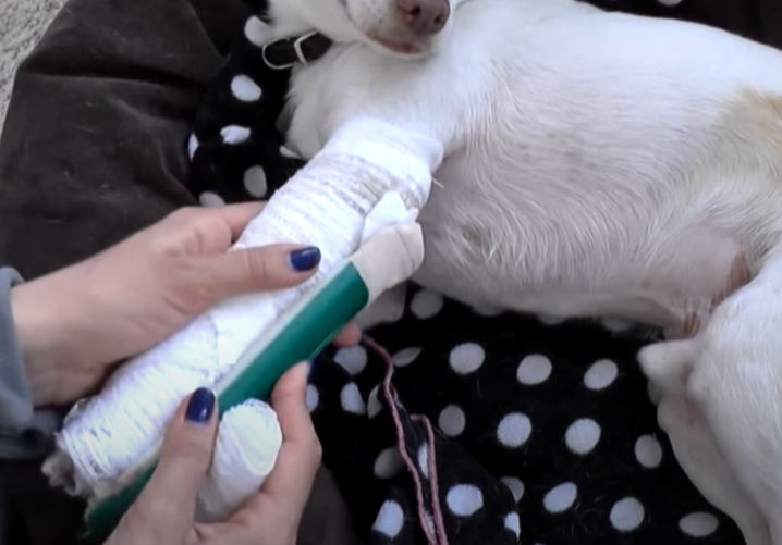 PCPR- Lesson 2- Applying a Splint – Pet Emergency Academy